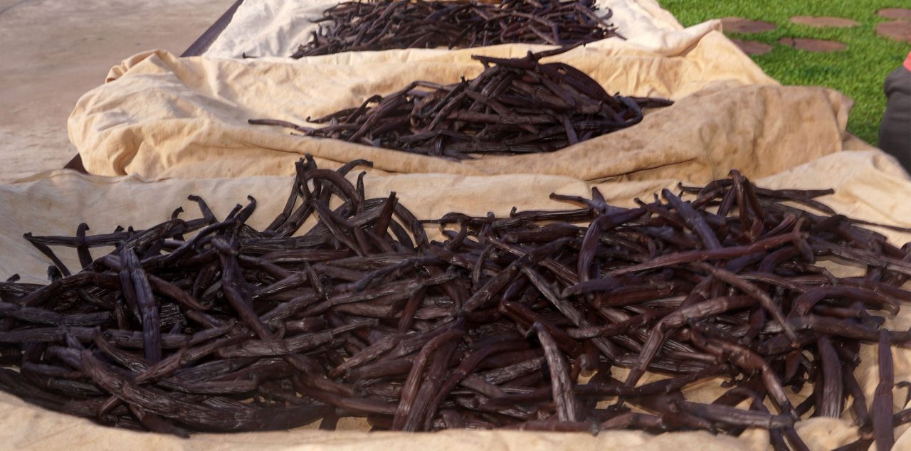 Vanilija – Vanilija planifolia – Semberka